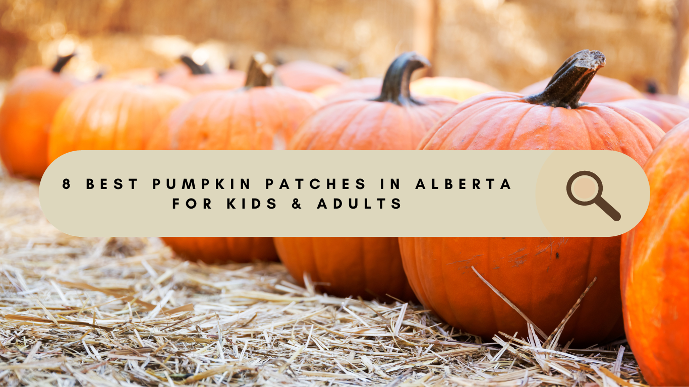8 Best Pumpkin Patches in Alberta for Kids & Adults - Go - Canada
